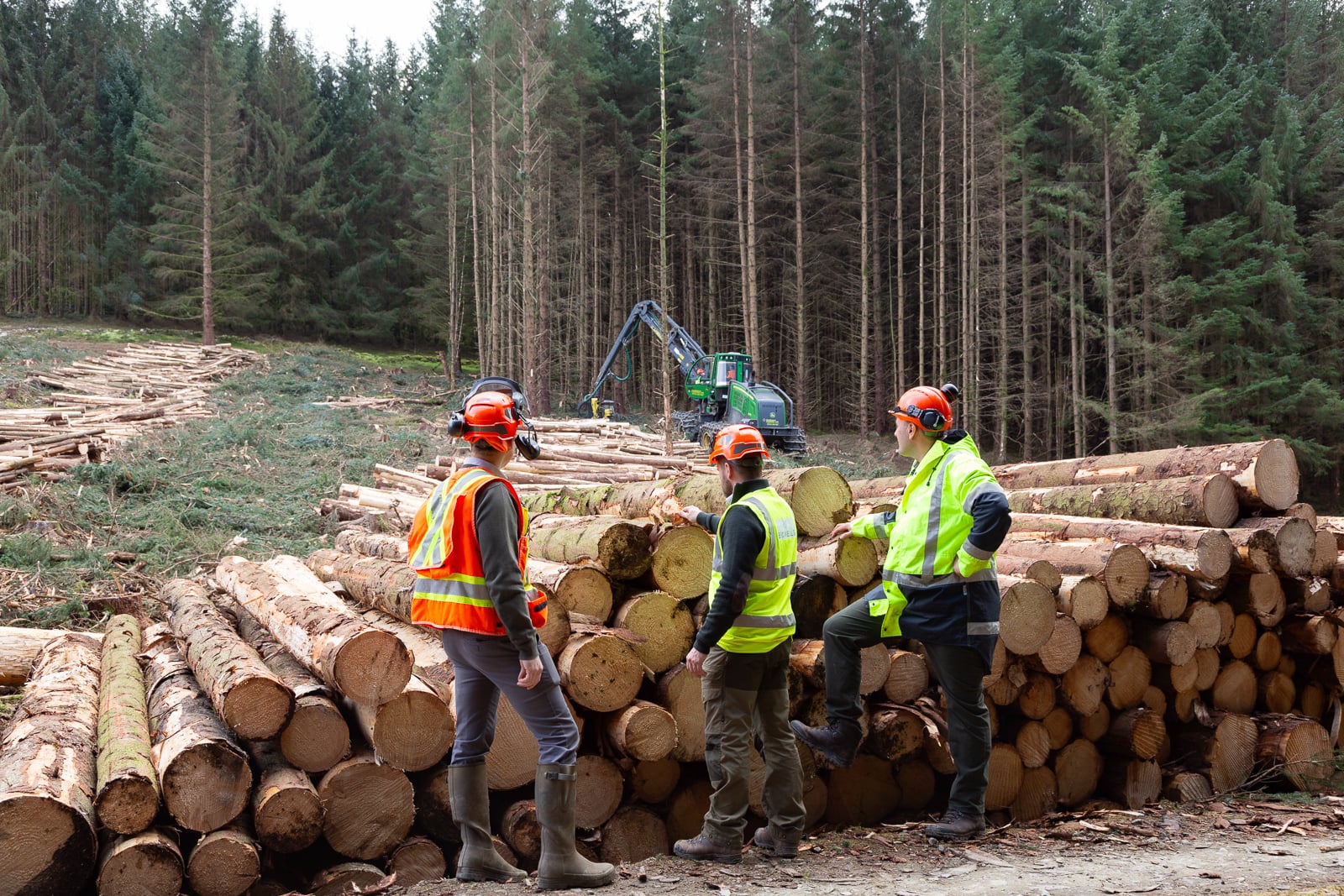 Forestry | Agency Services | Bidwells