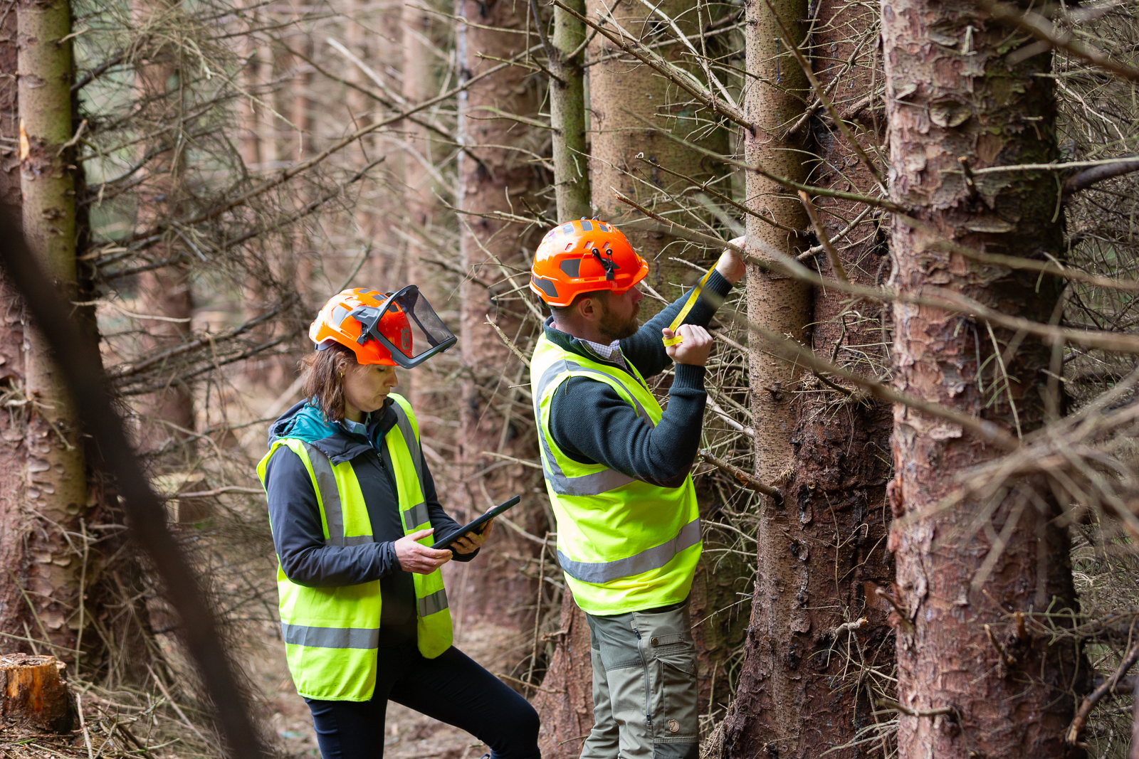 The role of forestry and timber in a modern, green society ...
